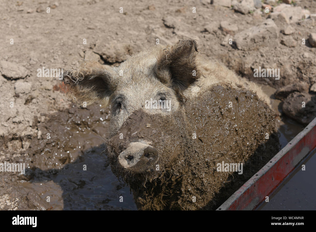 Happy pig rolling in mud.Mangalitsa The Woolly Sheep-Pig, healthy ...