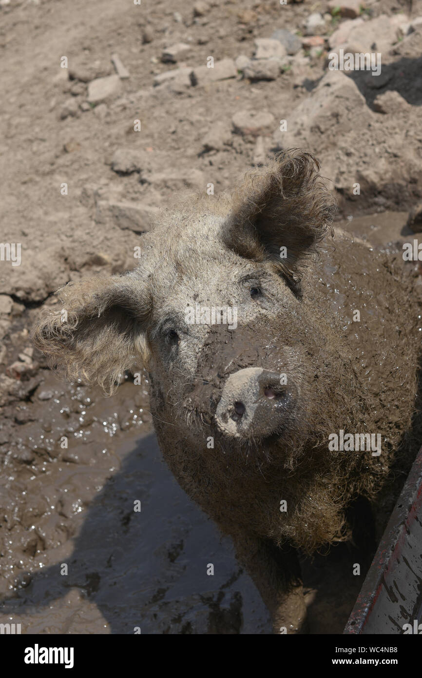 Happy pig rolling in mud.Mangalitsa The Woolly Sheep-Pig, healthy ...
