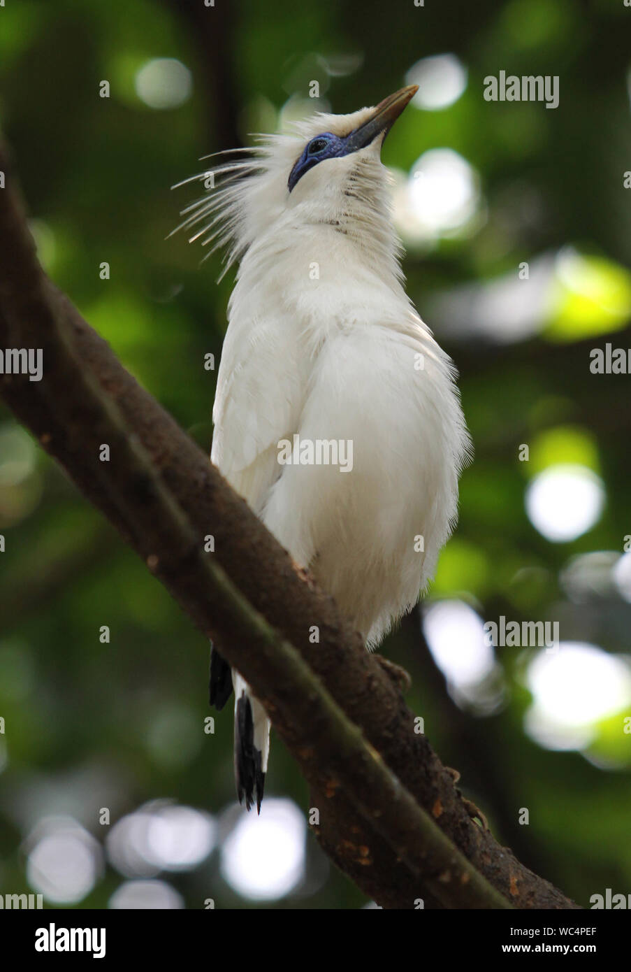 Starling in tree hi-res stock photography and images - Alamy