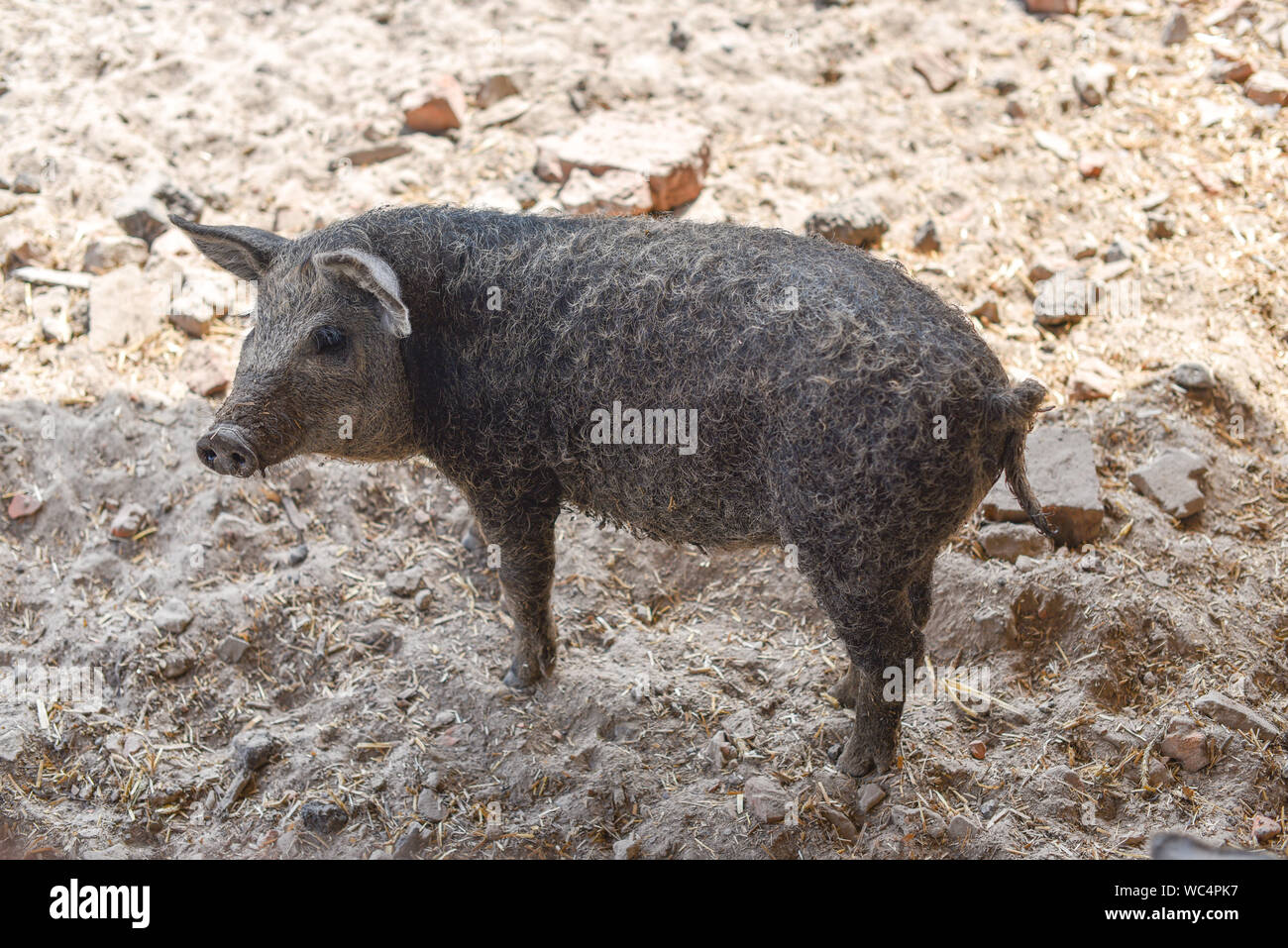 Happy pig rolling in mud.Mangalitsa The Woolly Sheep-Pig, healthy ...