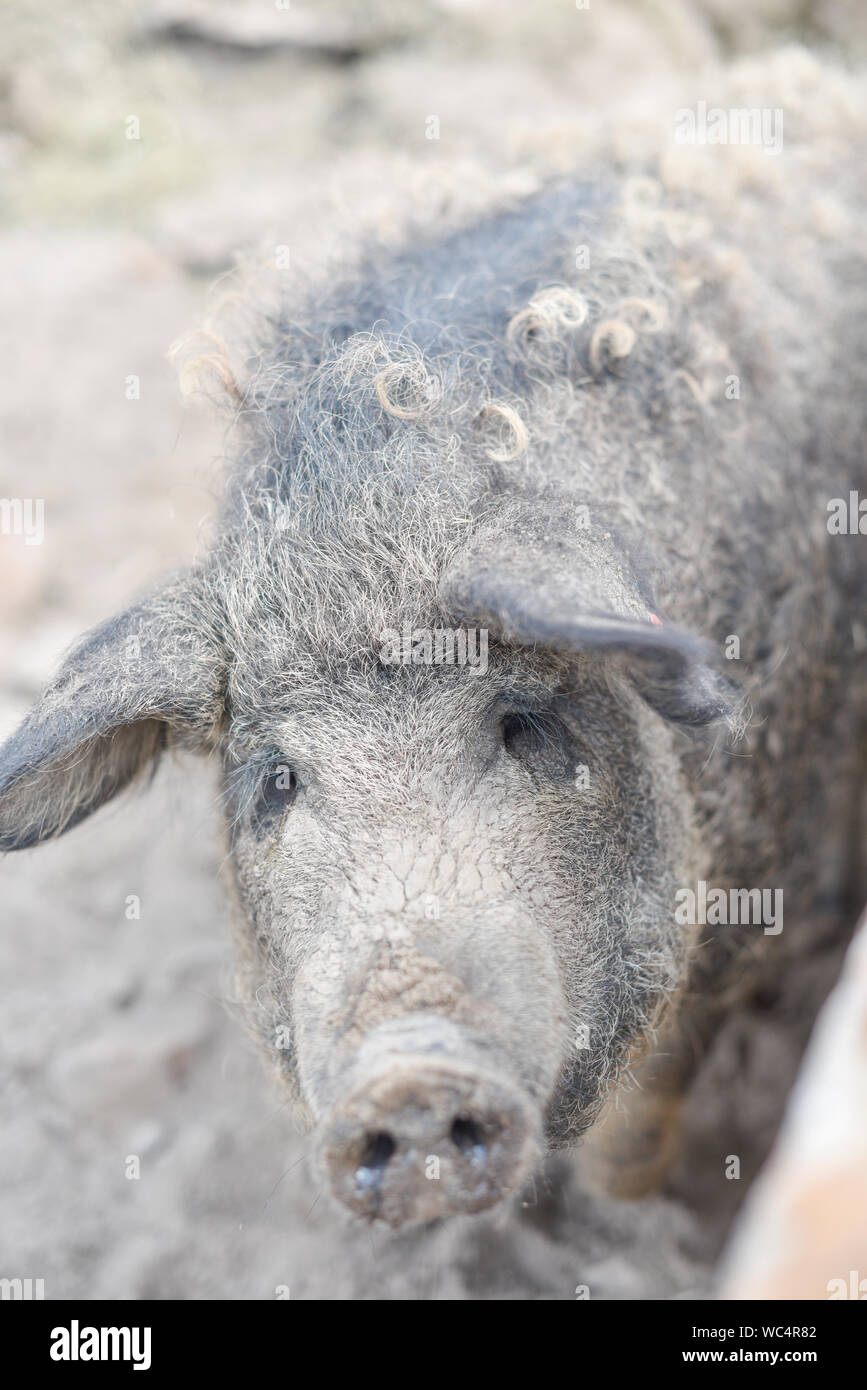 Happy pig rolling in mud.Mangalitsa The Woolly Sheep-Pig, healthy ...