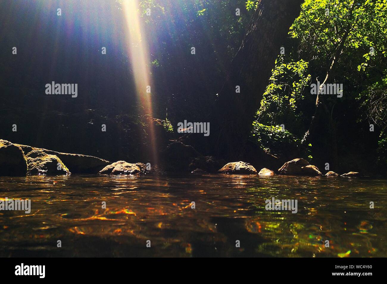 Shallow water plant hi-res stock photography and images - Alamy