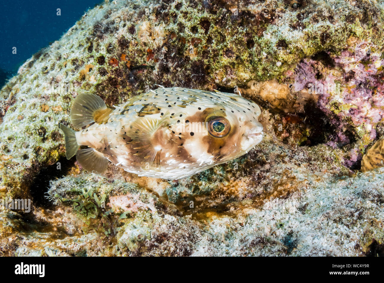 Ballonfish, Diondon holocanthus, Bonaire, Netherland Antilles ...