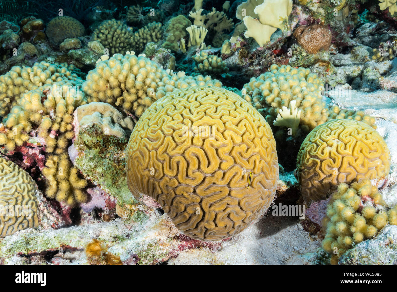 Grooved Brain Coral, Diploria labyrinthiformis, Bonaire, Netherland ...