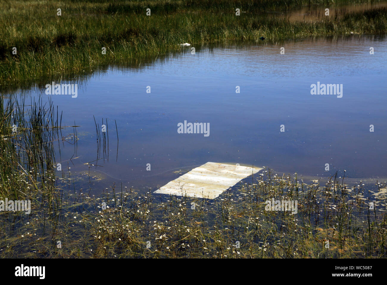 Water Pollution in a lake Stock Photo - Alamy
