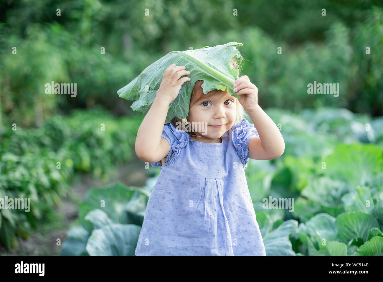 Baby sitting in cabbage plant. Cute little girl on cabbage field ...