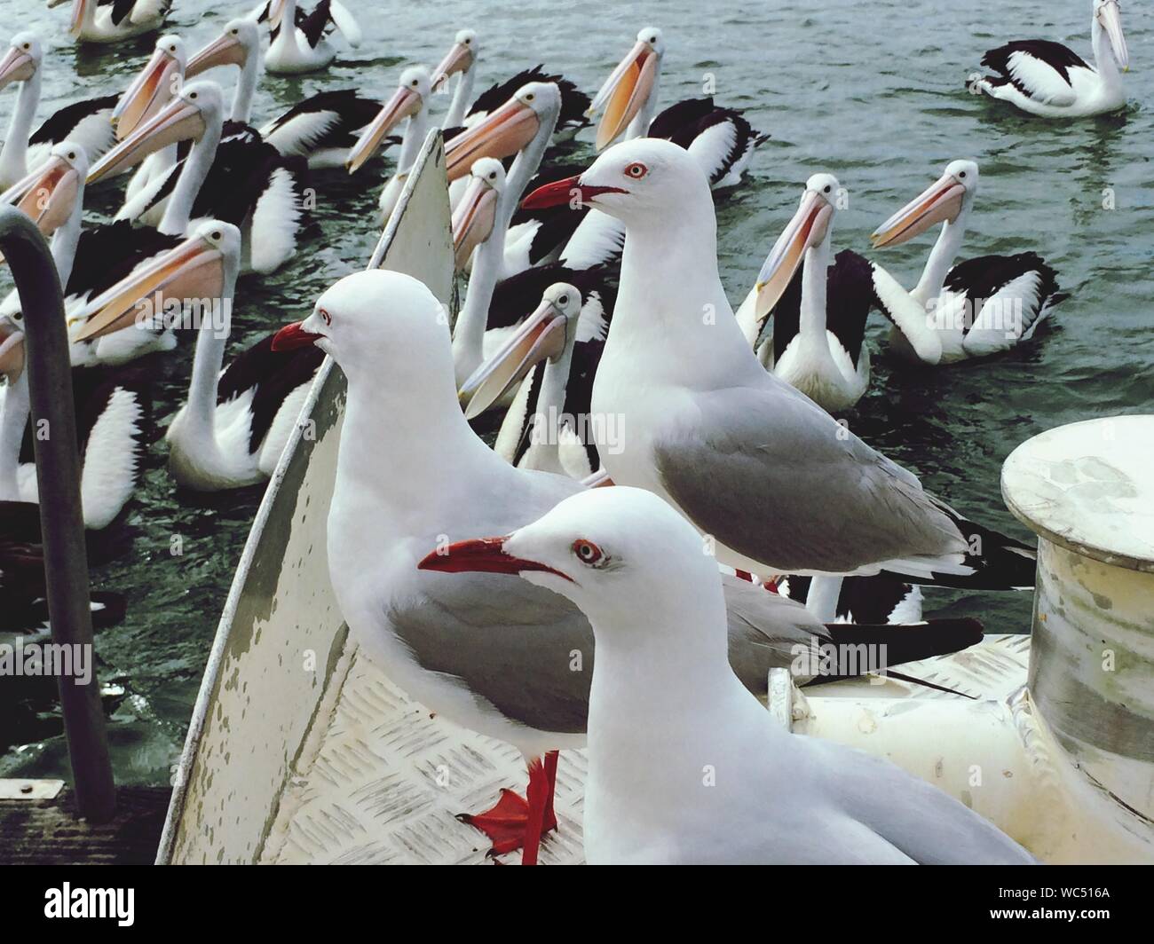 Birds in river hi-res stock photography and images - Alamy