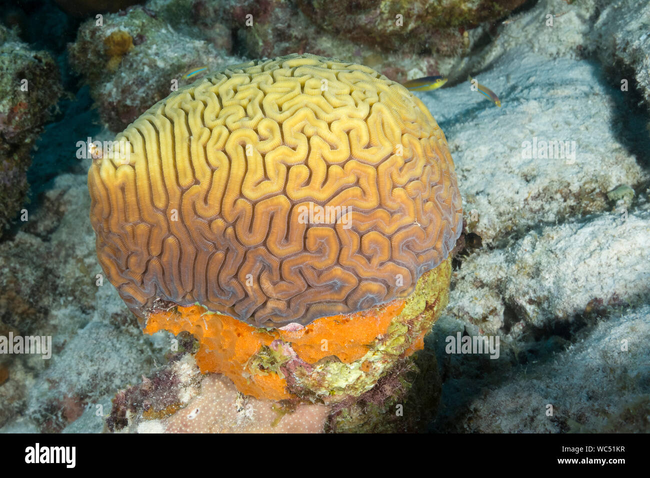 Diploria hi-res stock photography and images - Alamy