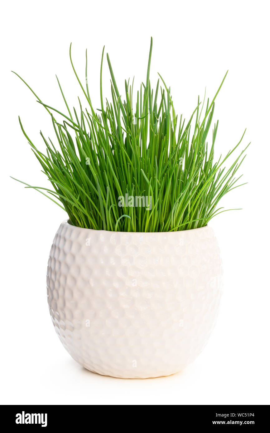 Chives plant in pot isolated on white Stock Photo - Alamy