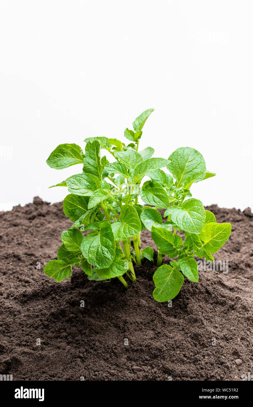 Potato bush without flowers in soil isolated on white Stock Photo - Alamy
