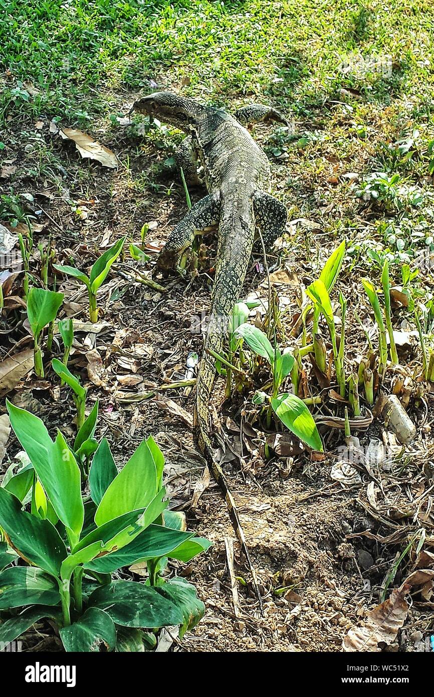 Man with monitor lizard hi-res stock photography and images - Alamy