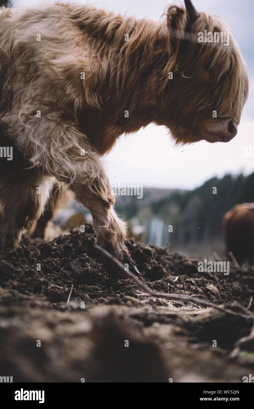 Side view of highland cow hi-res stock photography and images - Alamy