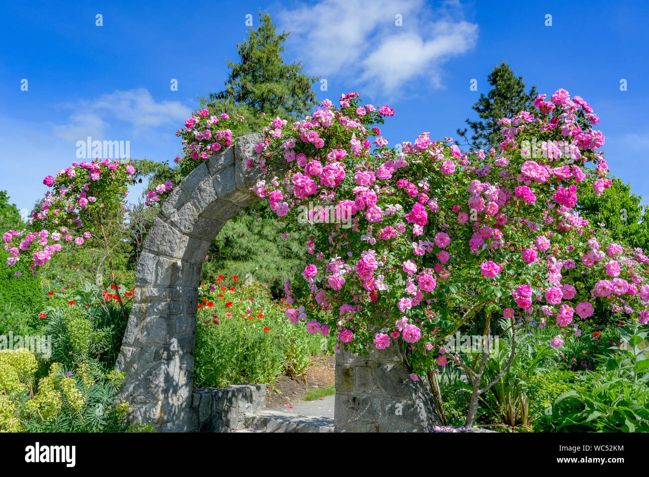 Rose Arbor Stock Photos & Rose Arbor Stock Images - Alamy