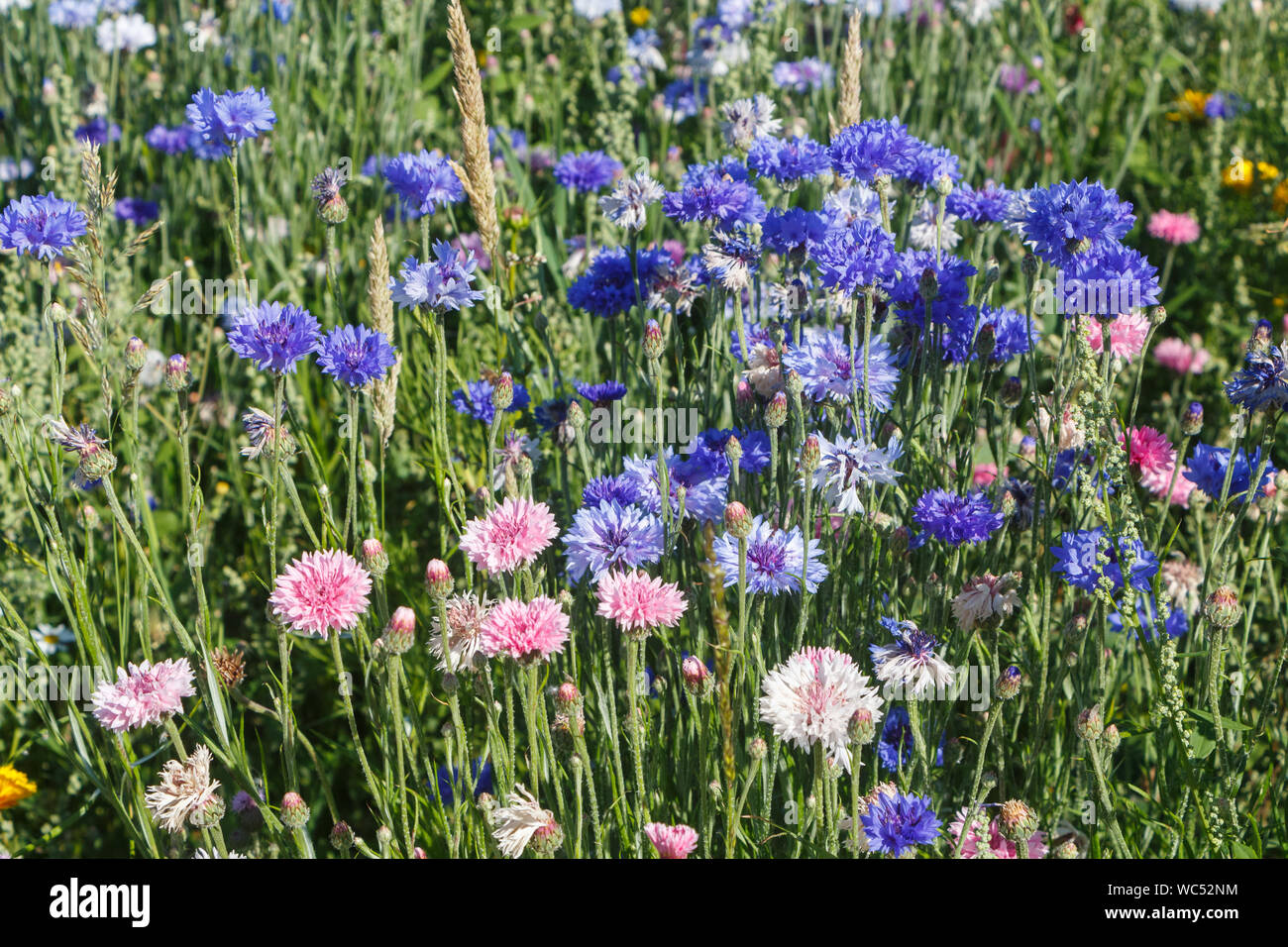 Field variations hi-res stock photography and images - Alamy