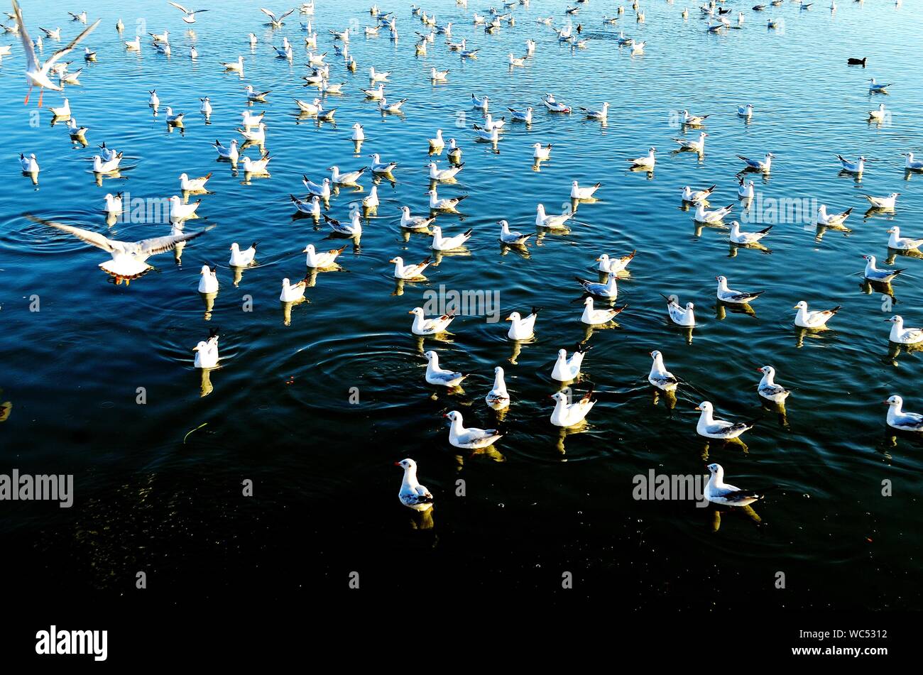 Floating Birds High Resolution Stock Photography and Images - Alamy