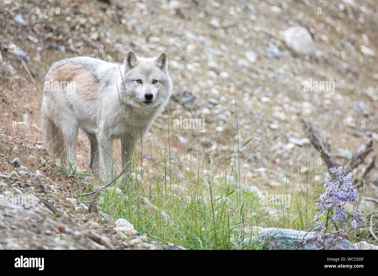 Mountain wolf hi-res stock photography and images - Alamy
