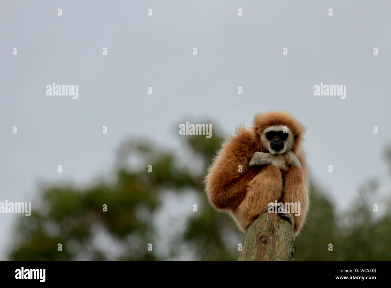 Monkey On Pole High Resolution Stock Photography and Images - Alamy