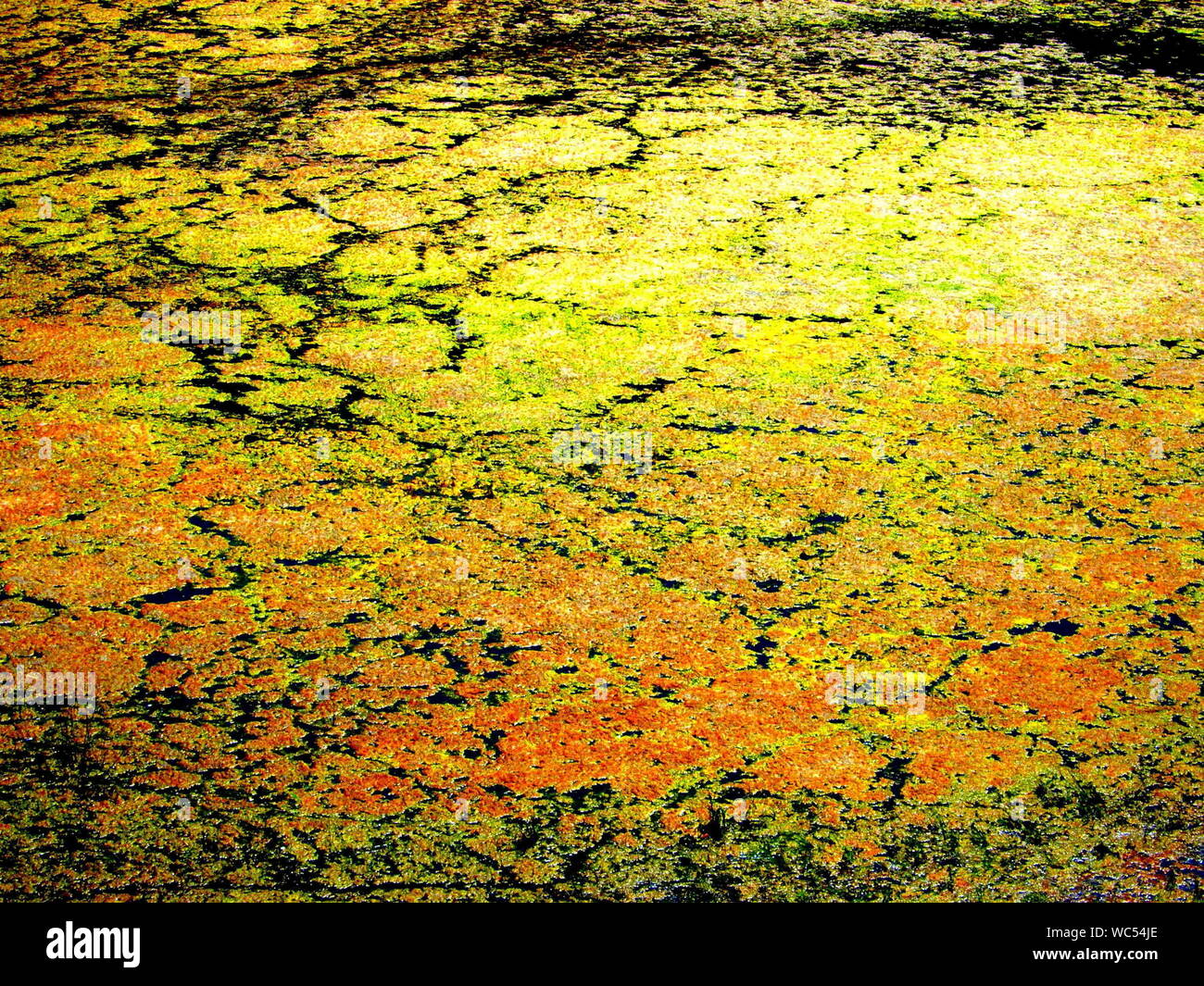 Algae in water hi-res stock photography and images - Alamy