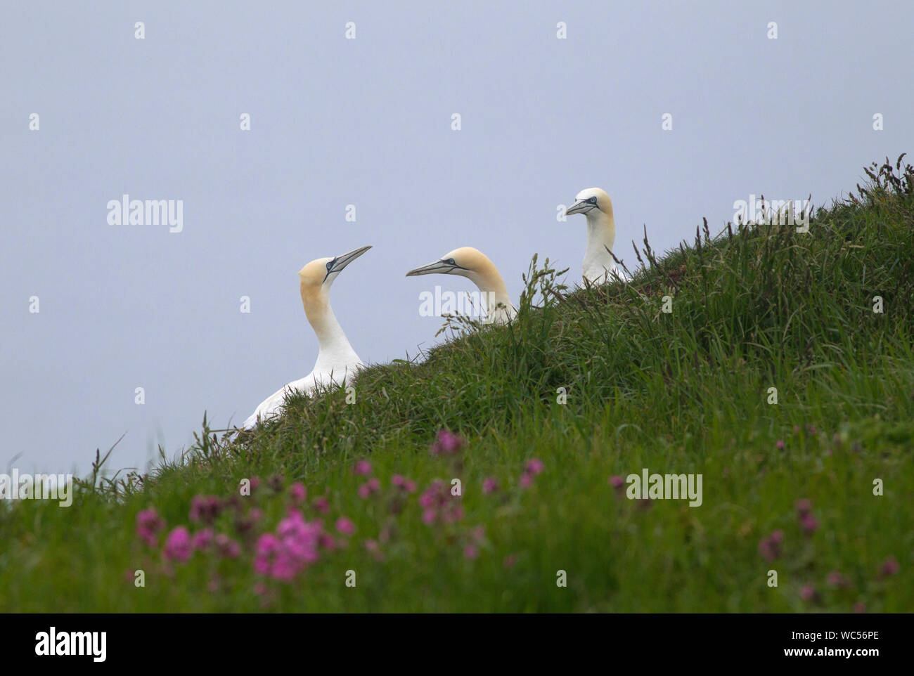 Three gannets hi-res stock photography and images - Alamy