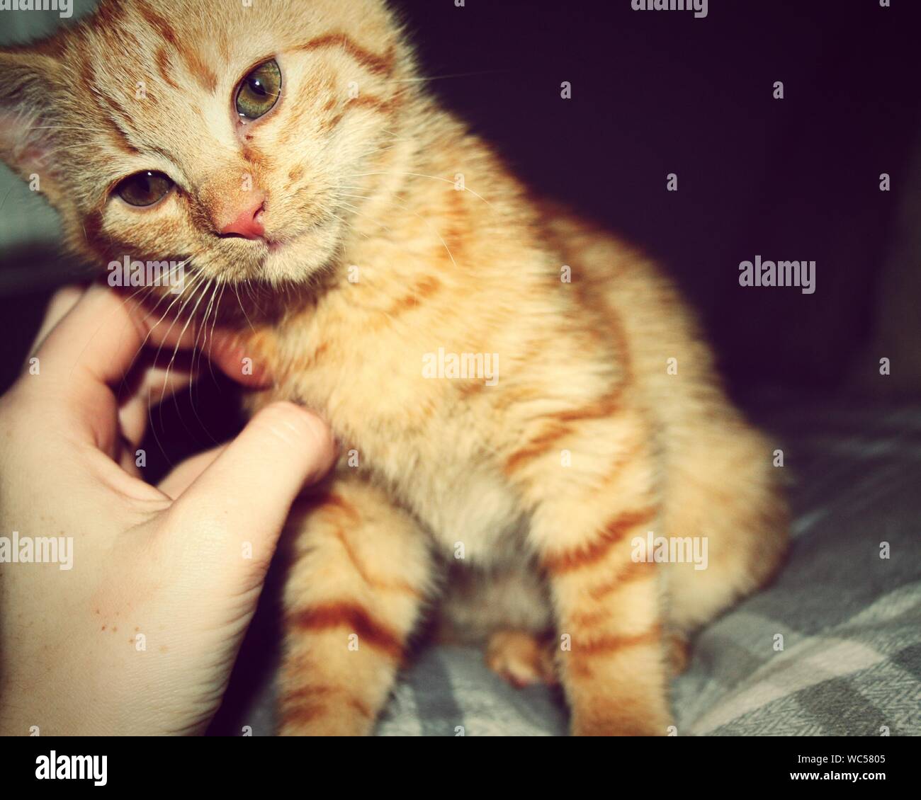 Petting Cat High Resolution Stock Photography and Images - Alamy