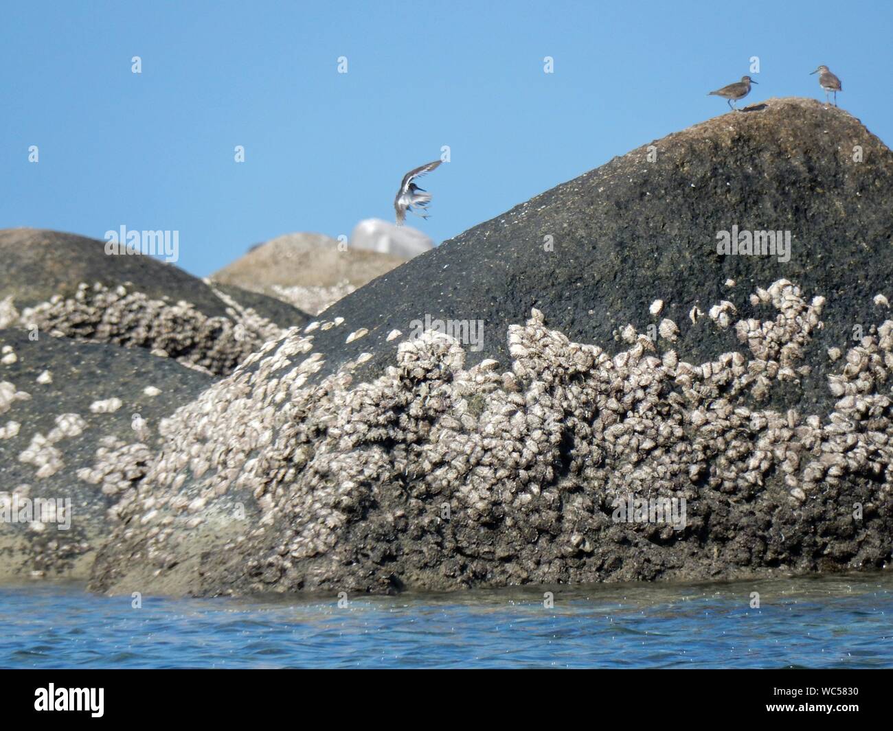 Large barnacles hi-res stock photography and images - Alamy