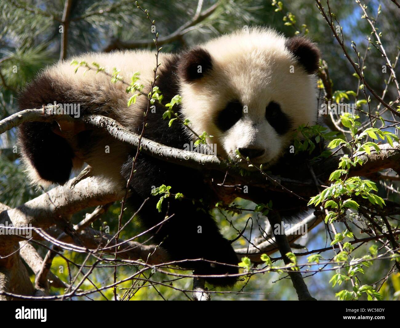 Panda cub tree hi-res stock photography and images - Alamy