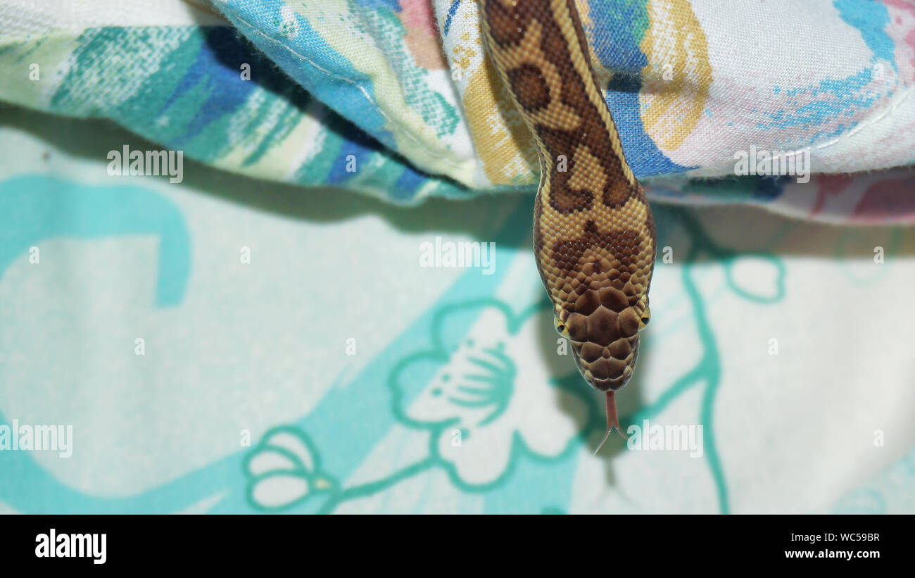 Snake Bed High Resolution Stock Photography and Images - Alamy
