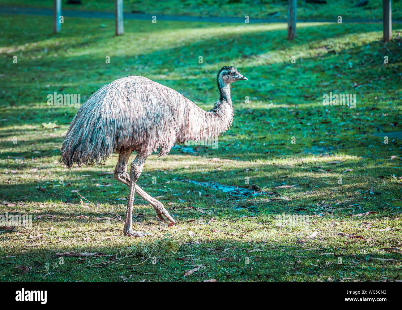 Emù hi-res stock photography and images - Alamy