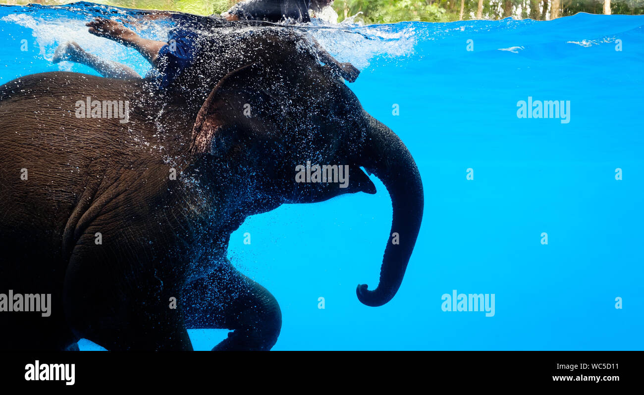 Elephant swimming pool hi-res stock photography and images - Alamy