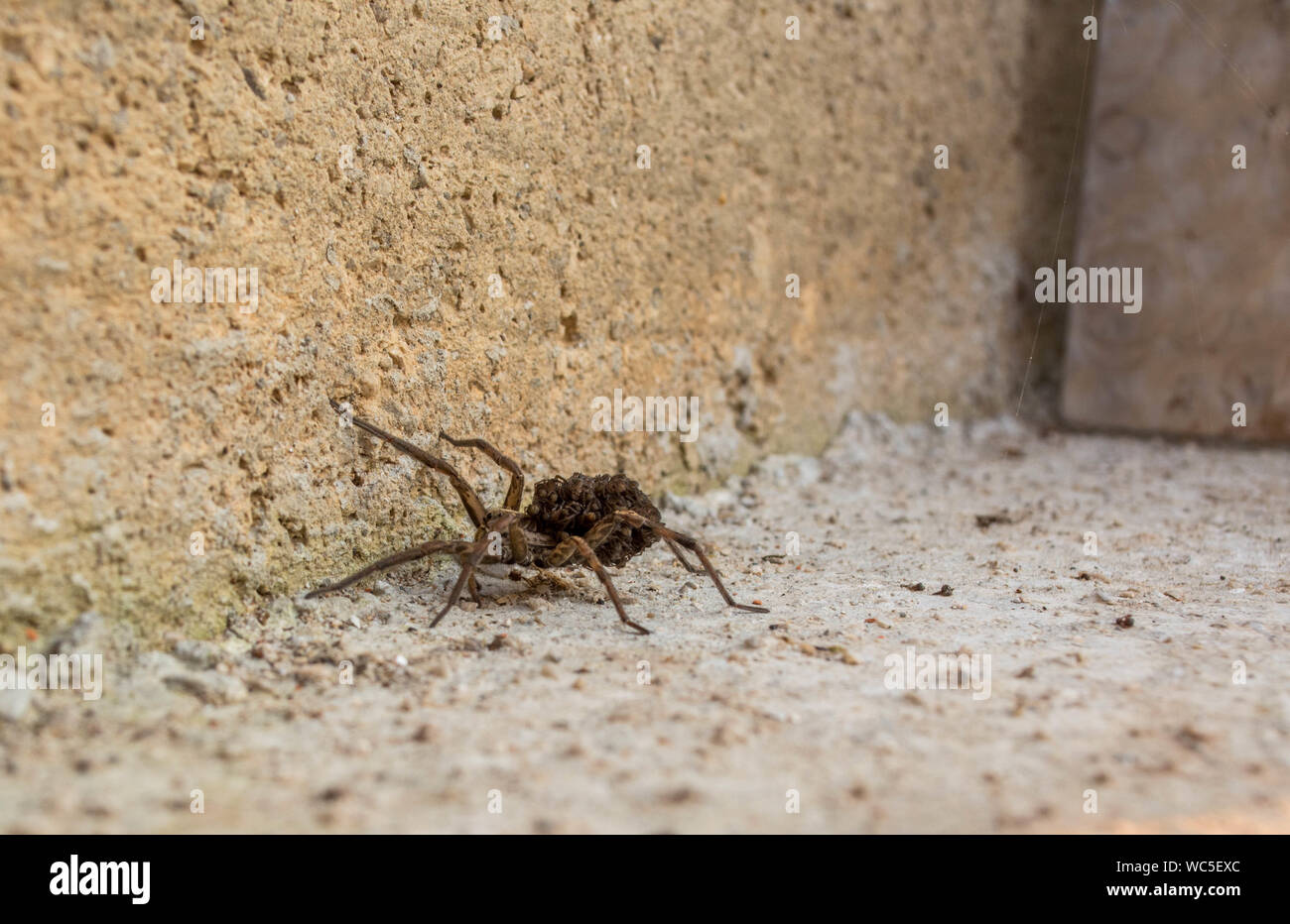 Pregnant spider hi-res stock photography and images - Alamy