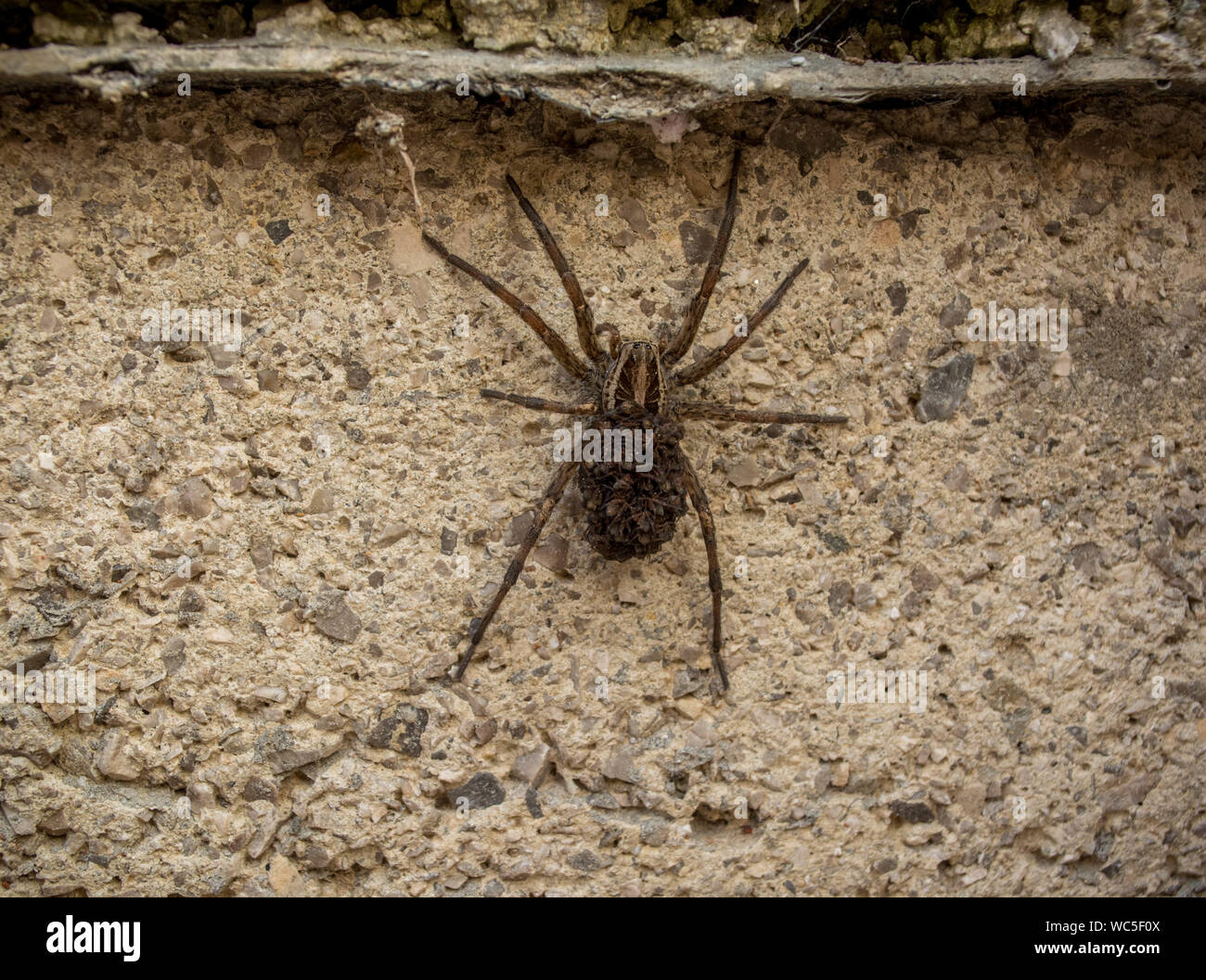 Wolf spiders spiderlings hi-res stock photography and images - Alamy