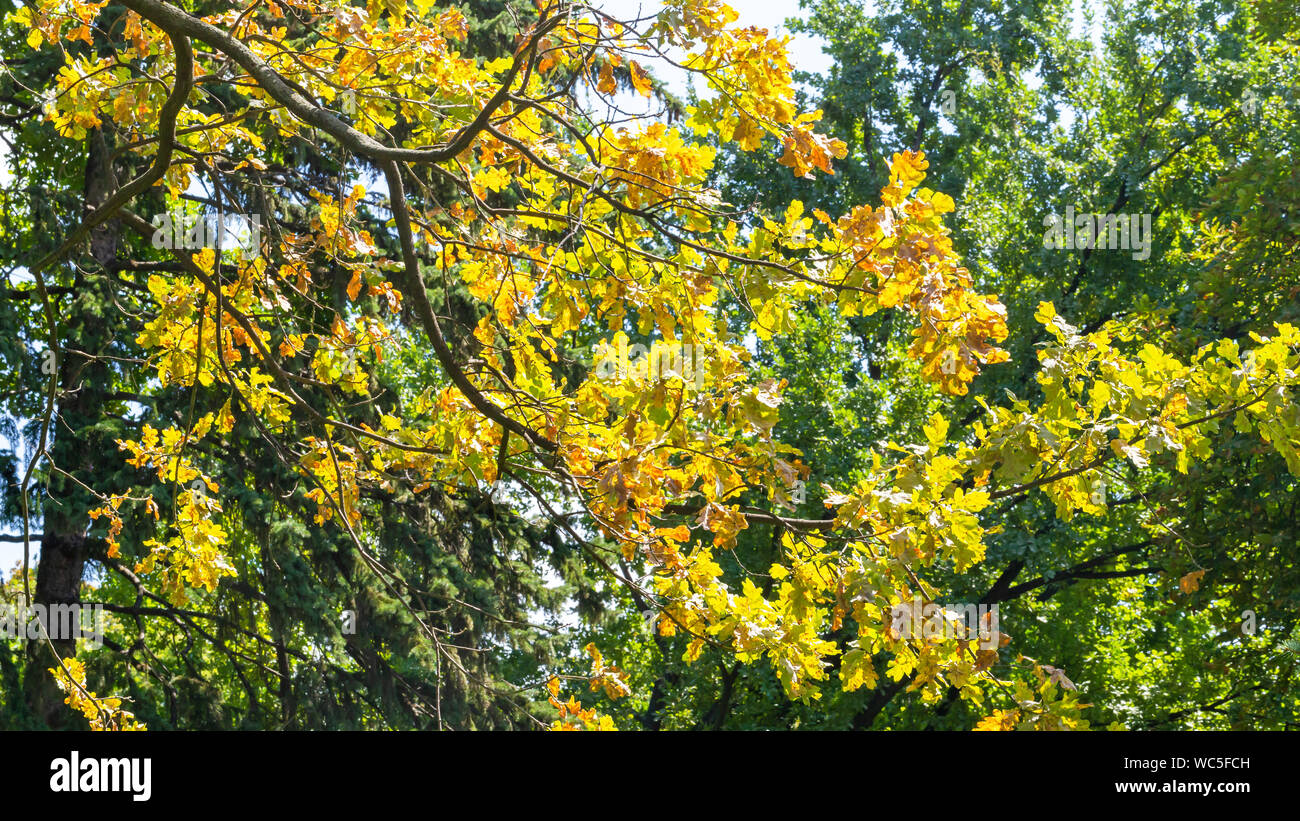 Oak tree branch with yellow foliage Stock Photo - Alamy