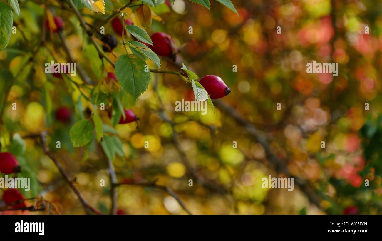 Red Fruit Growing On Tree Stock Photo - Alamy