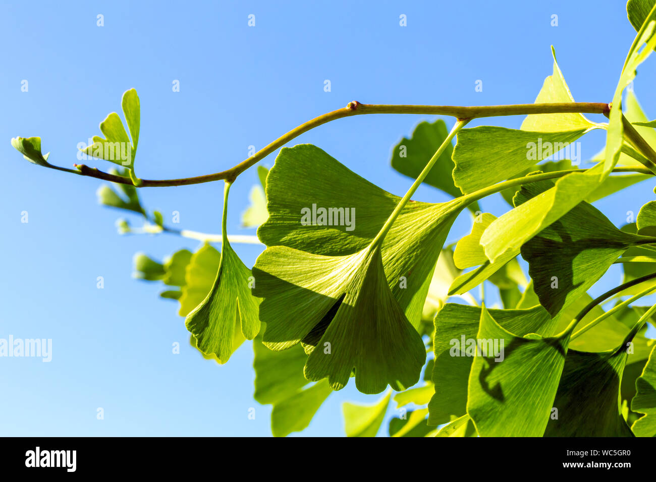 Ginkgo tree branch and leaves closeup Stock Photo - Alamy