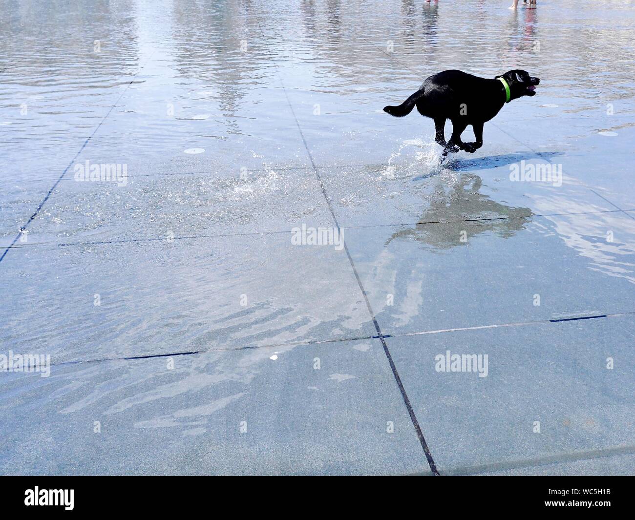 Place dog hi-res stock photography and images - Alamy