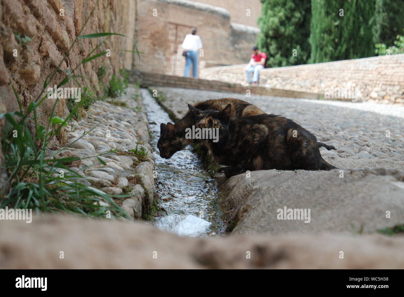 Gutter cat hi-res stock photography and images - Alamy