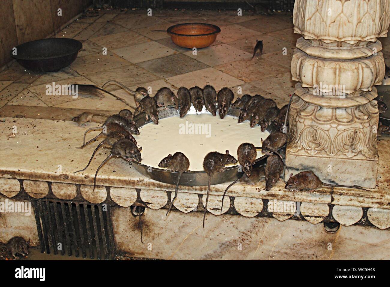 Rats temple hi-res stock photography and images - Alamy