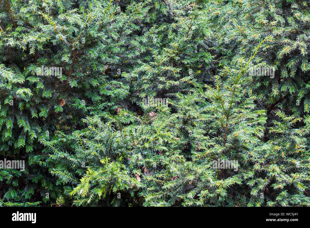 Nature background with green spruce tree Stock Photo - Alamy