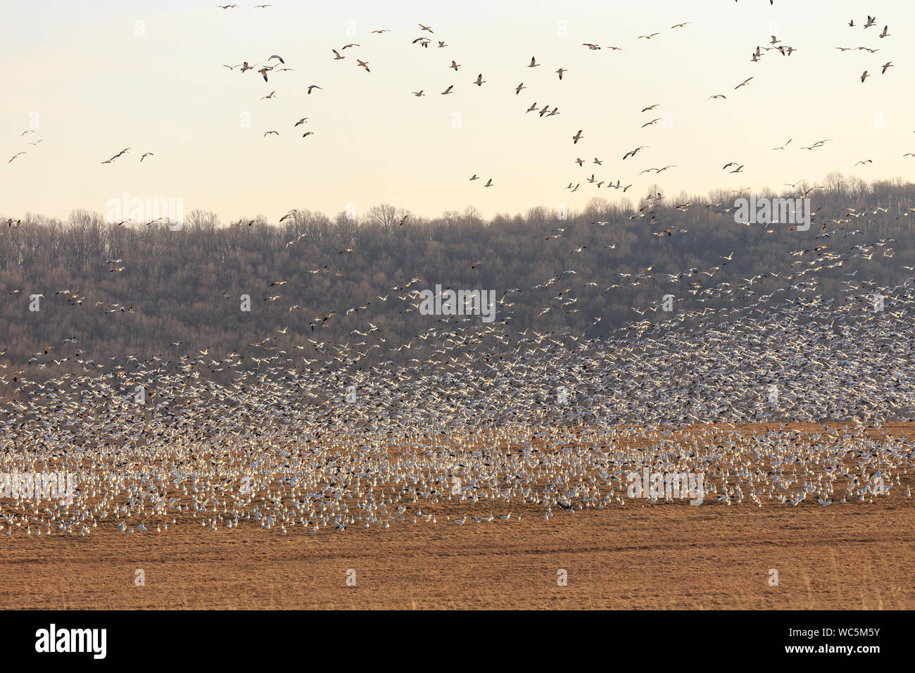People migrating to canada hi-res stock photography and images - Alamy