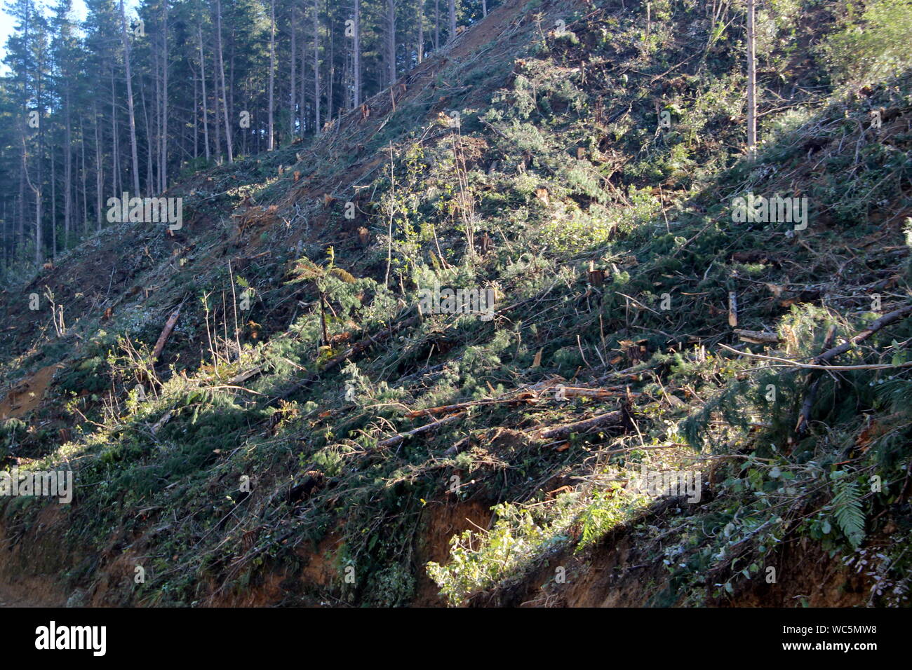 Logging and forest slash debris on beach Stock Photo - Alamy
