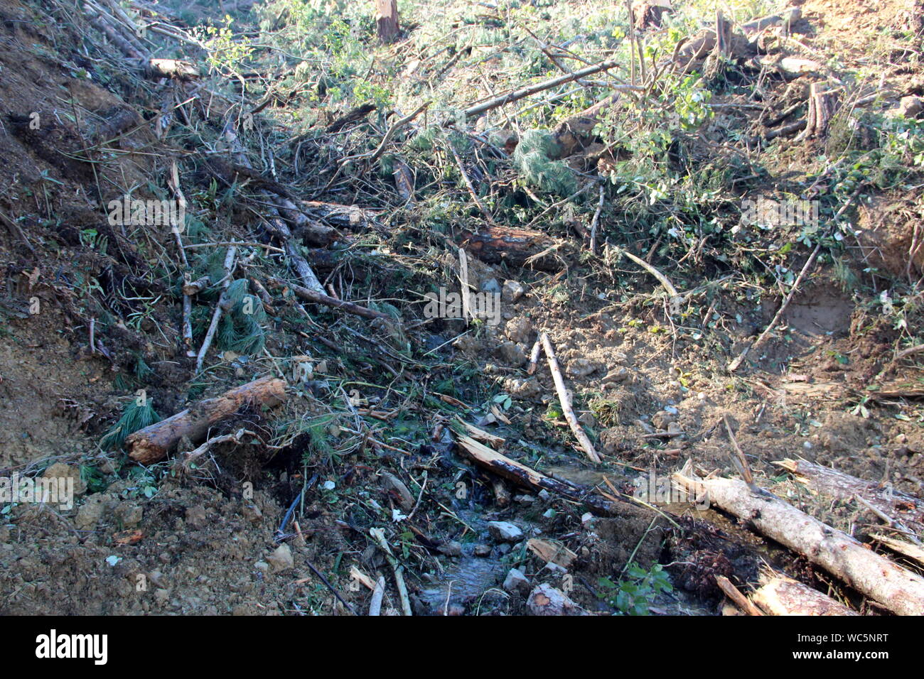 Logging and forest slash debris on beach Stock Photo - Alamy