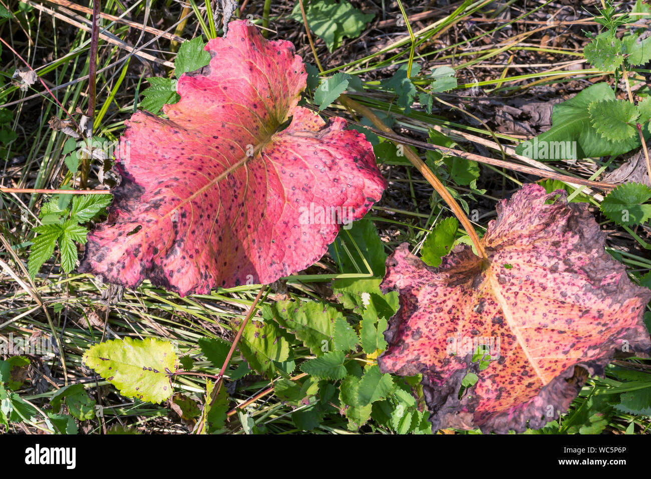 Red burdock on green grass background Stock Photo - Alamy