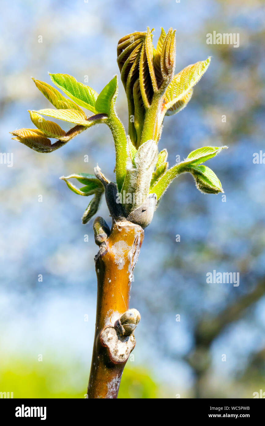 Walnut sprout hi-res stock photography and images - Alamy