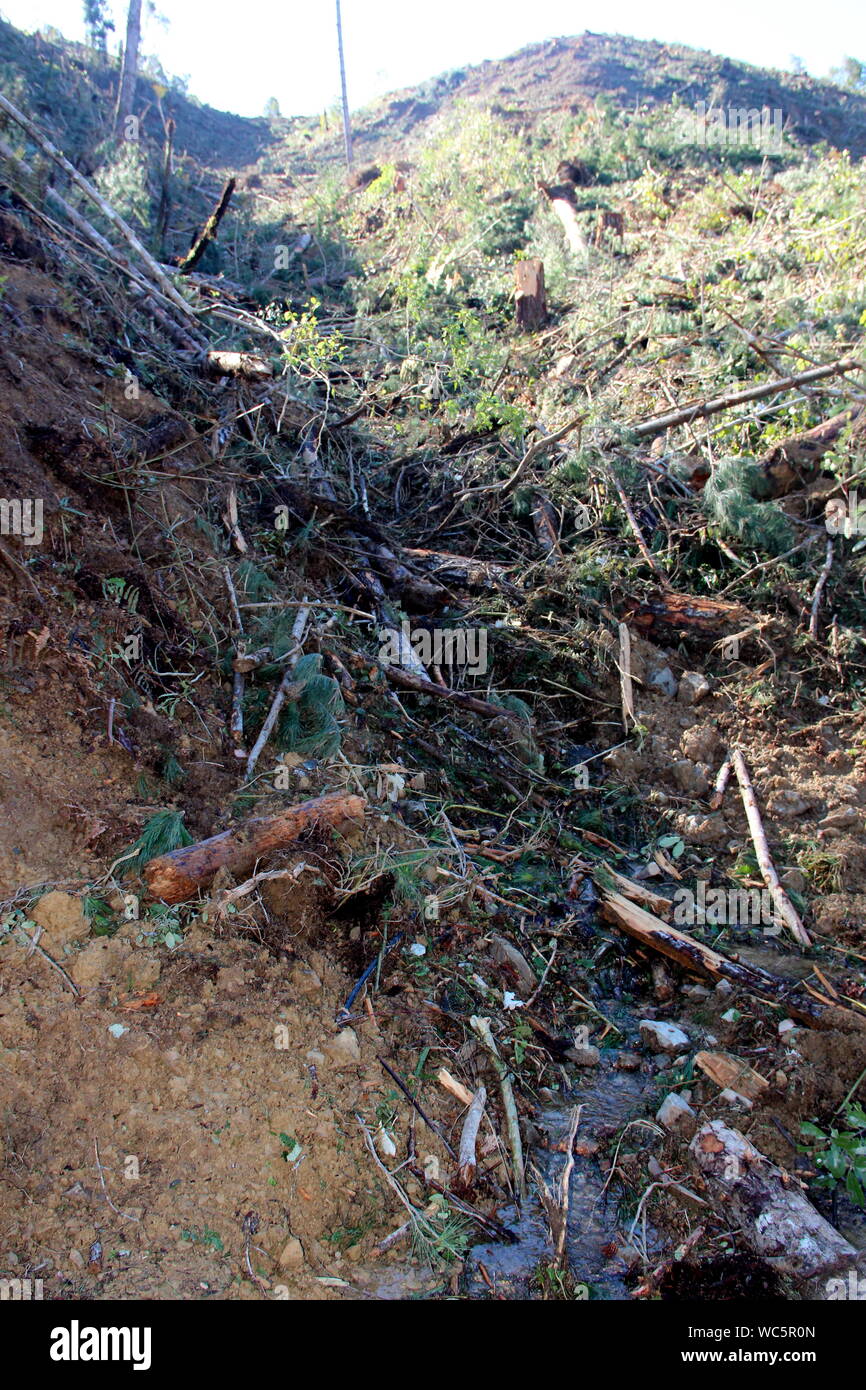 Logging and forest slash debris on beach Stock Photo - Alamy