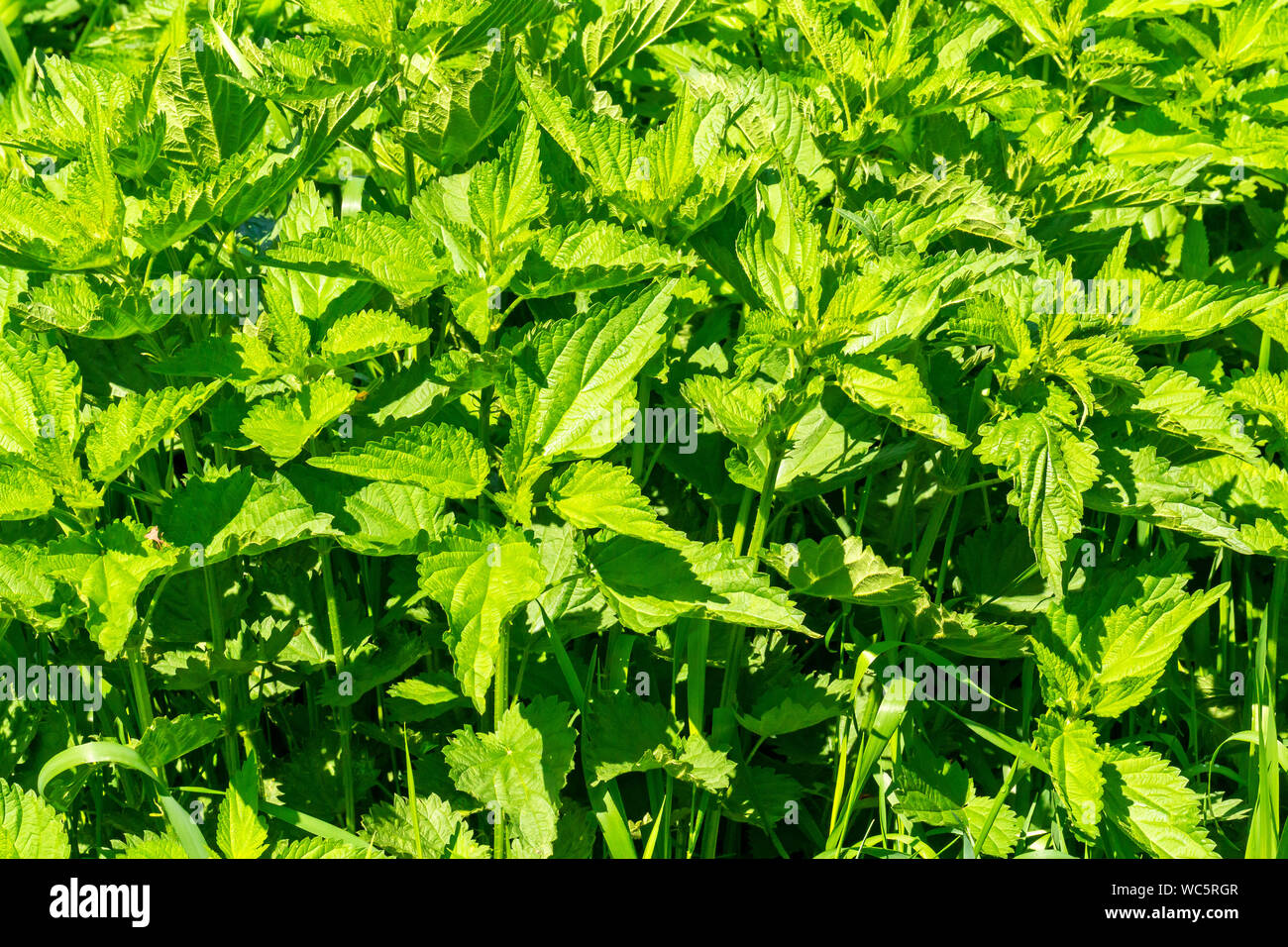 Green stinging nettle grass background Stock Photo - Alamy