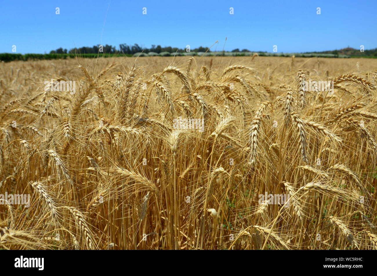 Growing crop of wheat hi-res stock photography and images - Alamy