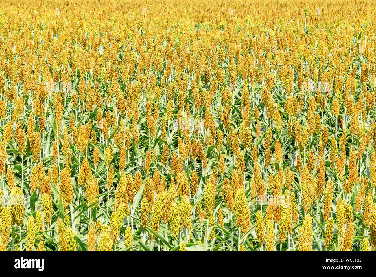 Natural background from the sorghum plantation field Stock Photo - Alamy
