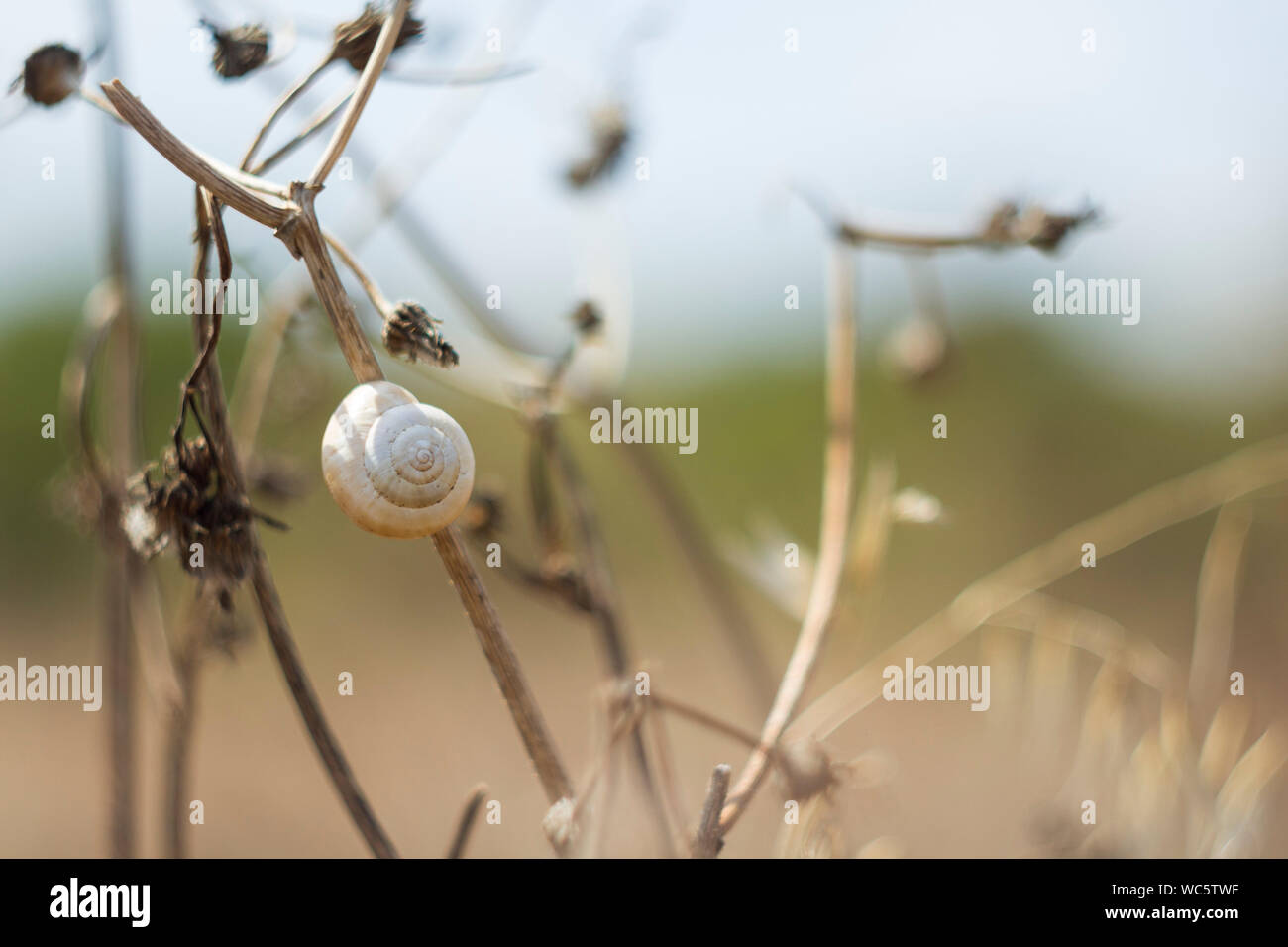 Weed snail hi-res stock photography and images - Alamy