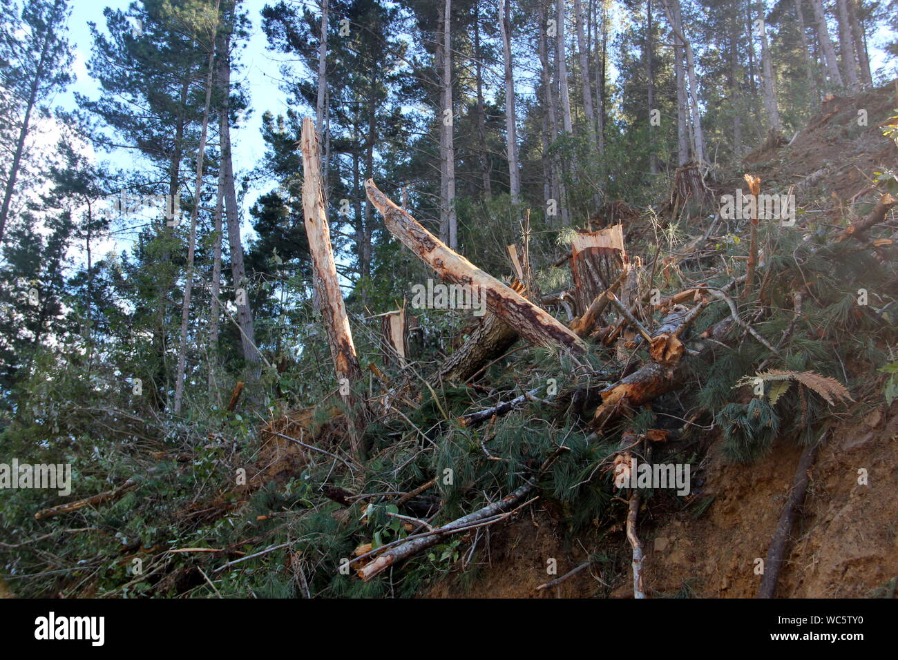 Logging and forest slash debris on beach Stock Photo - Alamy