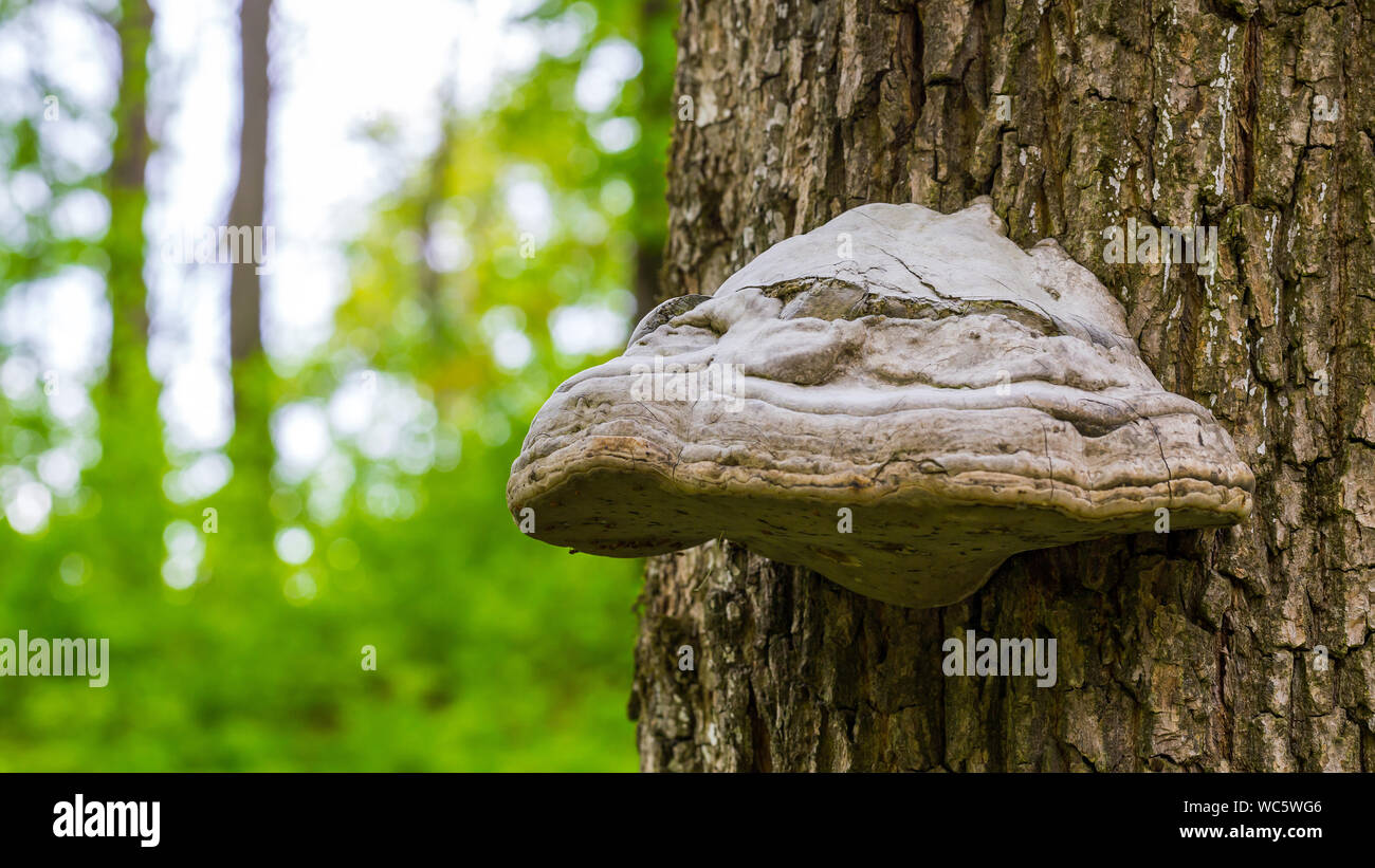 Timber fungus hi-res stock photography and images - Alamy